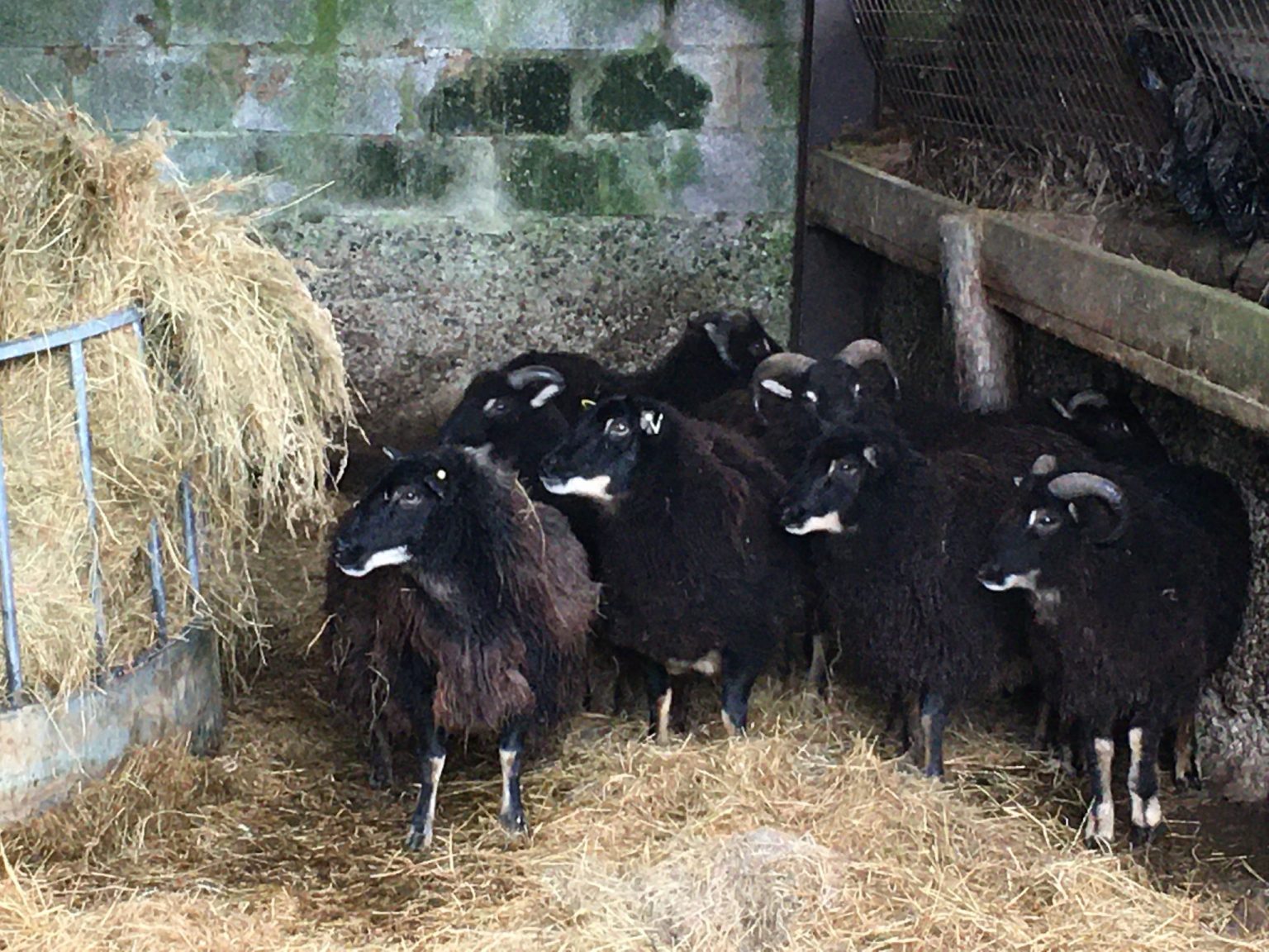 About Us – Wild & Rare